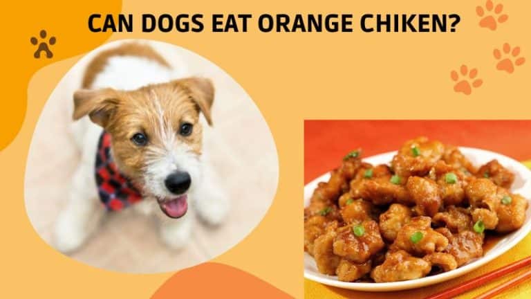 Can Dogs Eat Orange Chicken?Benefits and Risks 2024 Is It Good ...