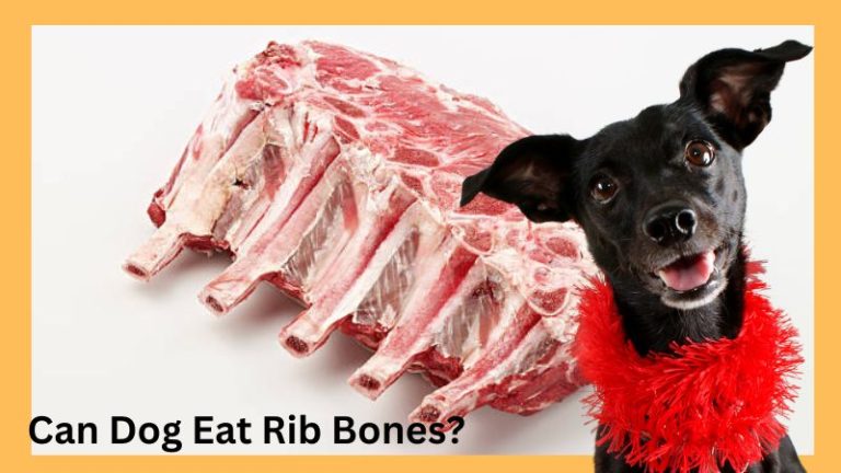 Can Dog Eat Rib Bones? - Doggie Food Items