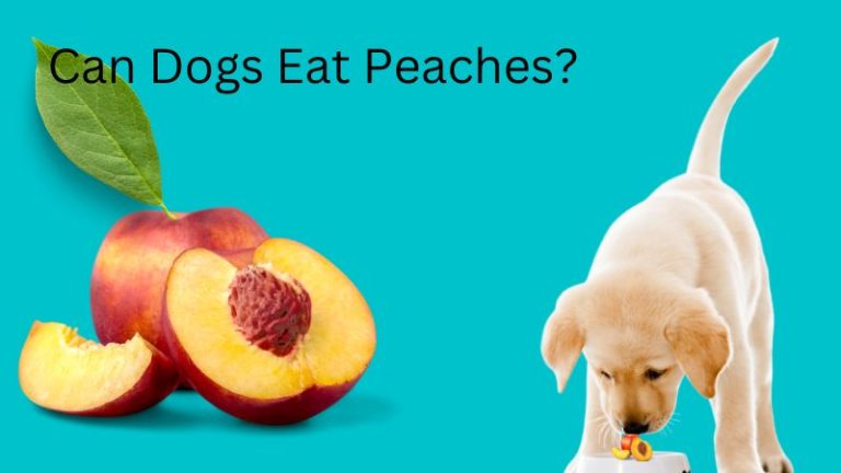 Can Dogs Eat Peaches? Benifits And Risk - Doggie Food Items