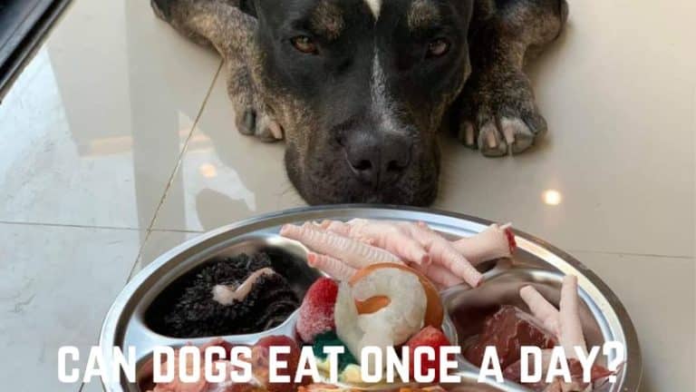 Can Dogs Eat Once a Day? Ideal quantity - Doggie Food Items