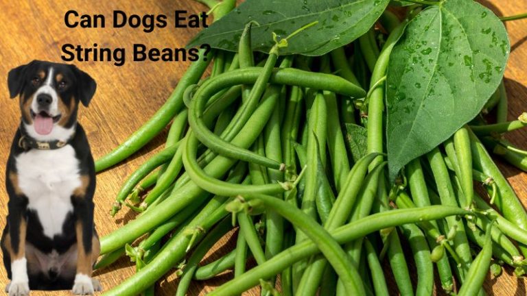 Can Dogs Eat String Beans? Benifits And Risk - Doggie Food Items