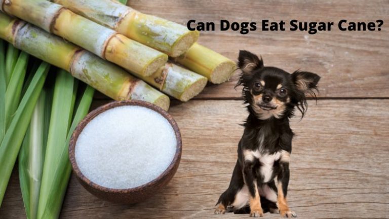 Can Dogs Eat Sugar Cane? Benifits And Risk- Doggie Food Items