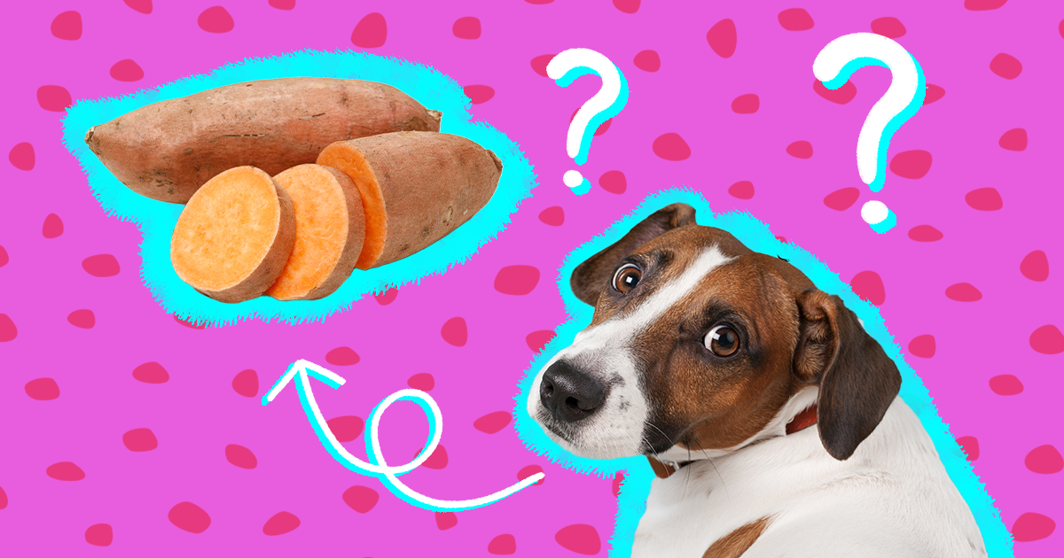 Can Dogs Eat Potato?[READ BEFORE YOU FEED!!] Benefits and Risks ...