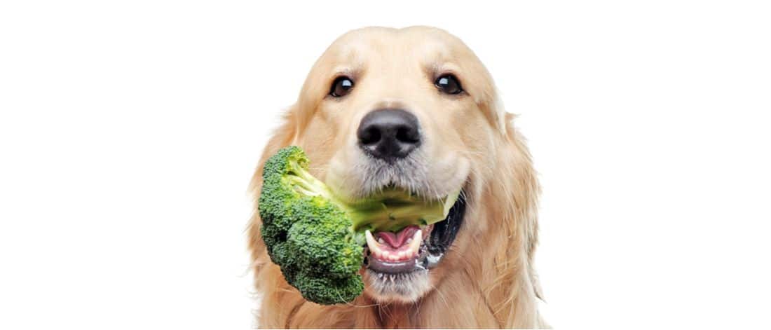 Can dogs eat broccoli?Experts Weigh In Side Effects- Doggie Food Items