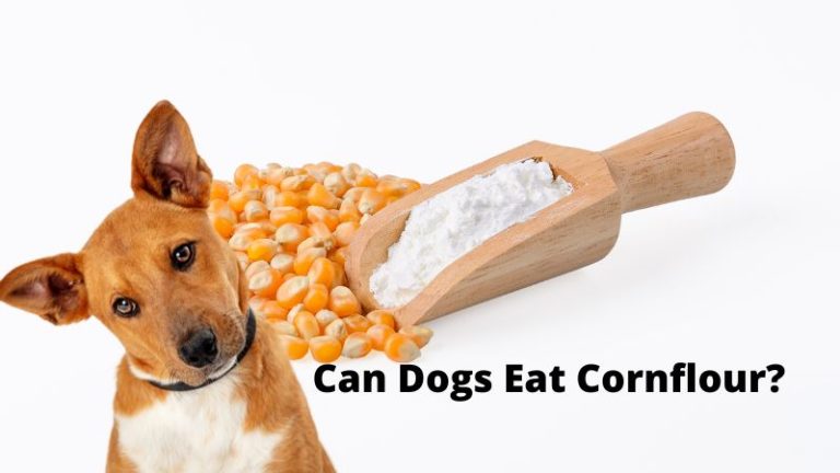Can Dogs Eat Cornflour?Types of Flour Safe for Dogs Benefits And Risk ...