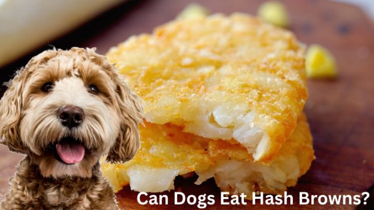 Can Dogs Eat Hash Browns?Vet-Reviewed Facts & FAQ Benefits And Risk ...
